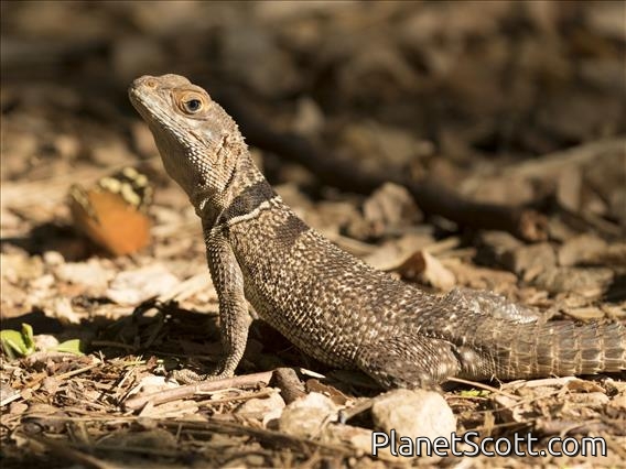 Cuvier's Madagascar Swift Lizard (Oplurus cuvieri) - PlanetScott.com