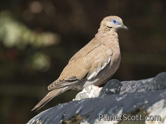 West Peruvian Dove (Zenaida meloda) - PlanetScott.com