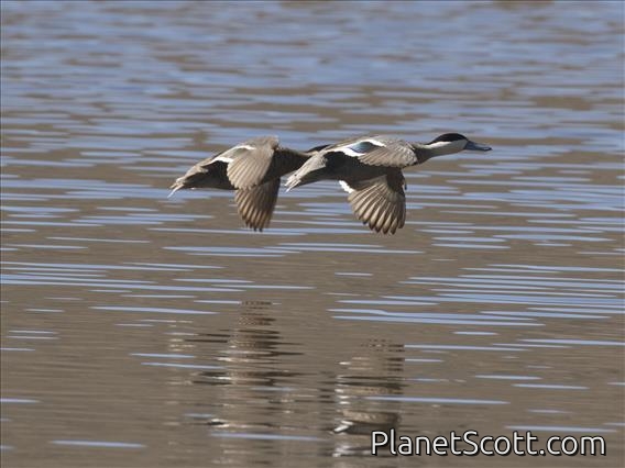 Puna Teal (Spatula puna) - PlanetScott.com